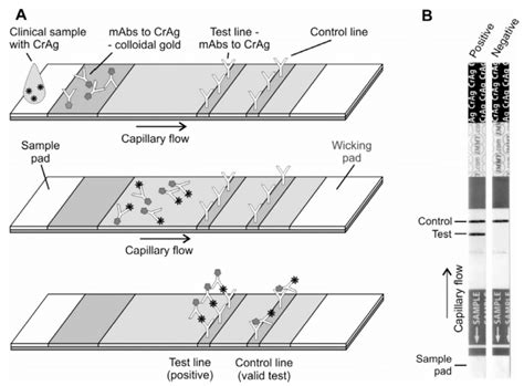 A Schematic Showing Operation Of Lateral Flow Immunochromatographic