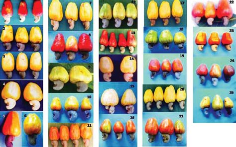 Fruits Of 25 Cashew Genotypes Download Scientific Diagram