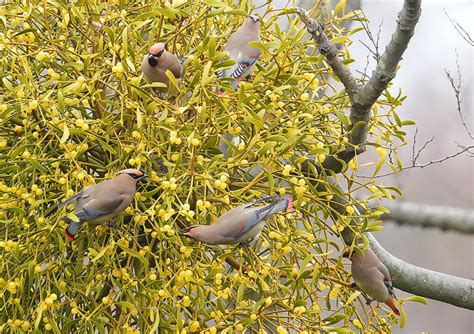 ぼんぼり山 Ⅶ 自然の中に鳥さんを見つけて