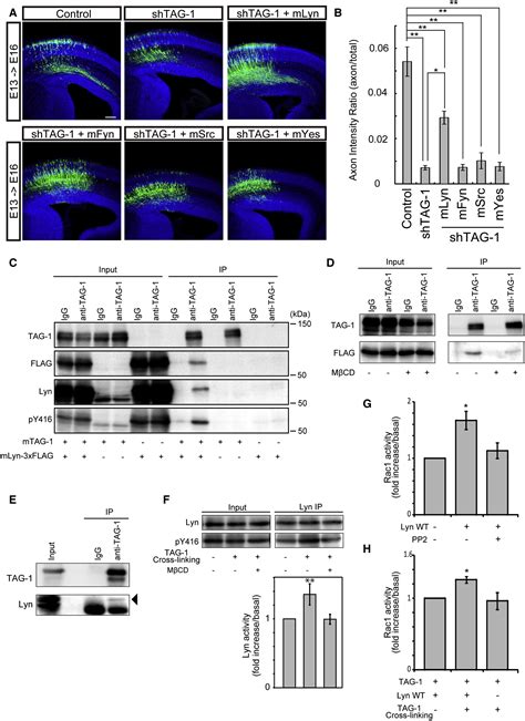 Pioneering Axons Regulate Neuronal Polarization In The Developing Cerebral Cortex Neuron