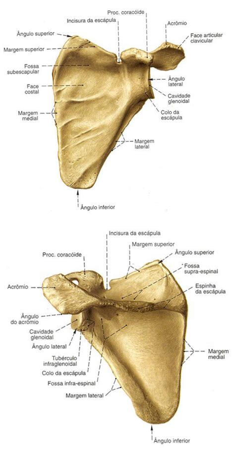Acidentes Osseos Artofit