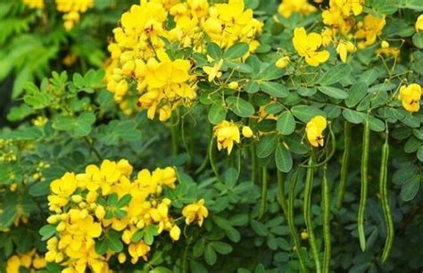 决明子长什么样图片配图网