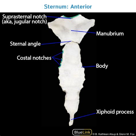 Xiphoid Process Vertebral Level Cross Section Of The Trunk Through The