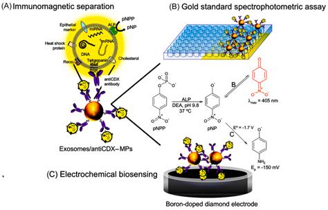 The Applications Of Electrochemical Immunosensors In The Detection Of