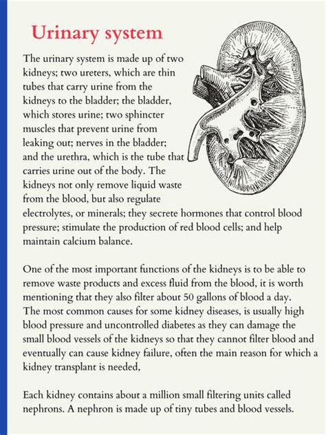 Urinary System Hm Udocz