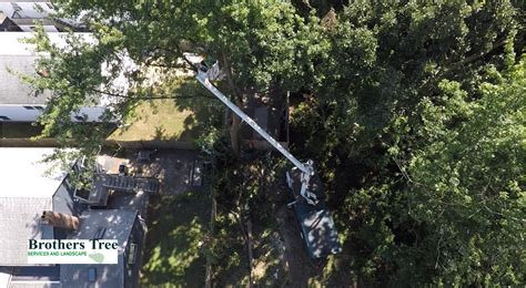 Tree Removal Brothers Tree Services Landscaping