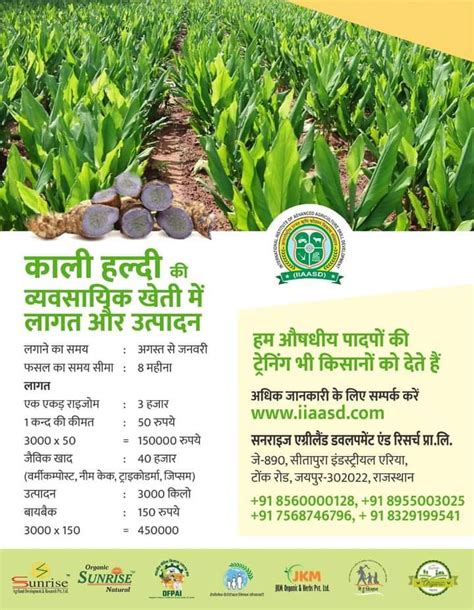 खबर आपके काम की किसान भाई काली हल्दी की खेती कर अच्छा मुनाफा काम सकते है इसकी खेती के लिए