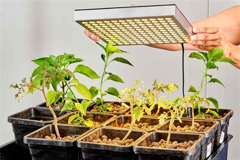 Diy Hydroponic Gardening Systems Fasci Garden