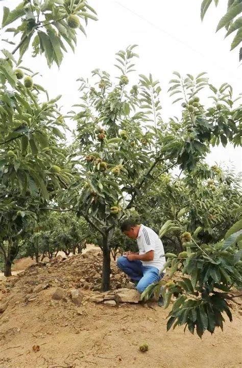 抗旱性更佳的遷西板栗新品種培植成功 每日頭條