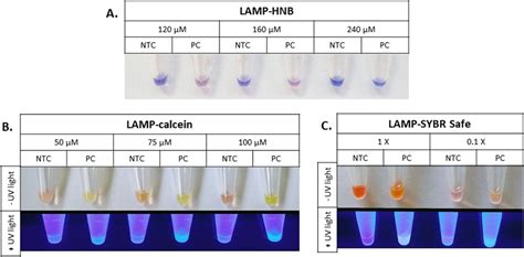 Optimization Of Lamp Reaction Using Different Concentrations Of Various Download Scientific