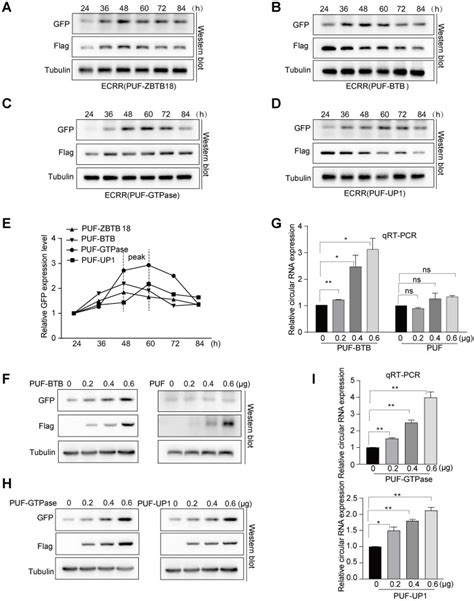 Engineering Circular Rna Regulators To Specifically Promote Circular Rna Production Pmc