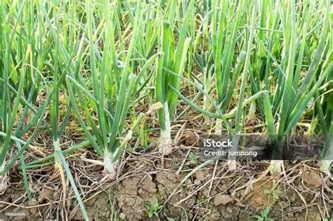 Vetiver Grass Slips For Agriculture At ₹ 15piece In Barabanki Id
