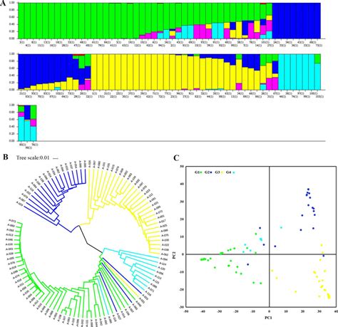 Population Structure Analysis Phylogenetic Tree Construction And