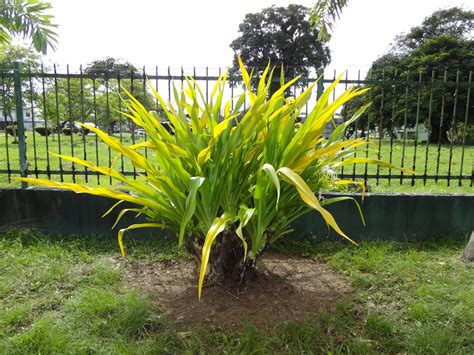 Crinum Lily Growtrinbago