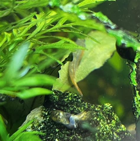 Bladder Snail Sex Raquaticsnails