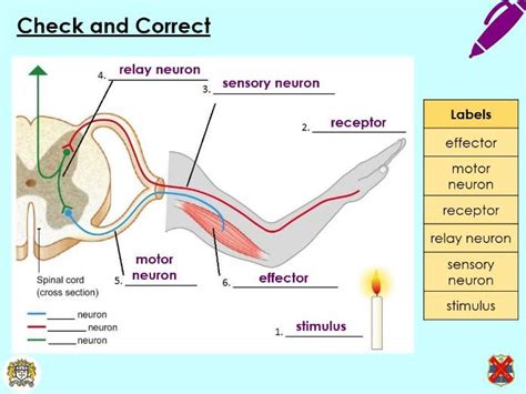 aqa gcse reflex arcs and synapses teaching resources