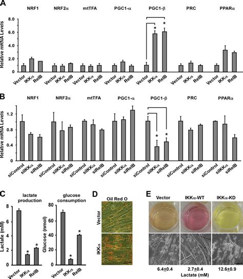 Pgc 1β Is Regulated By Components Of The Nf κb Alternative Pathway A