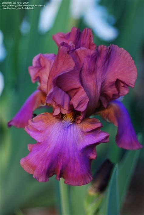 Peacock Flower Iris