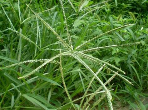 牛筋草的功效作用 每日頭條