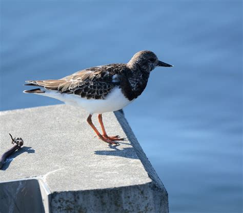 キョウジョシギ 野鳥の記録