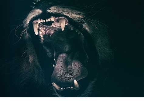 Daniel Abodunrin The Nigerian Prophet Who Was Eaten By Lions While