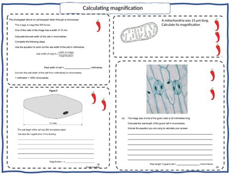 Magnification Microscope Differentiated Questions Teaching Resources