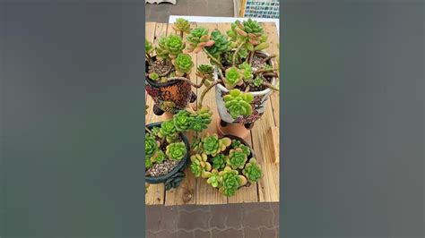 페리도트 다육식물 물들기시작 Youtube