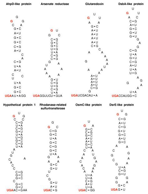 Predicted Bacterial Secis Elements In Representative Sequences Of Some Download Scientific