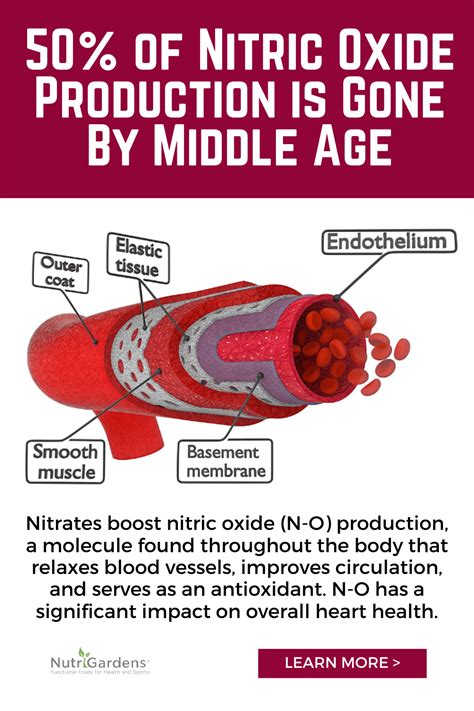 Best 13 5 Nitric Oxide Benefits For Your Sex Life And Muscle Growth Artofit
