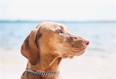 Vizsla Vs Labrador Retrievers 12 Point Mega Breed Comparison