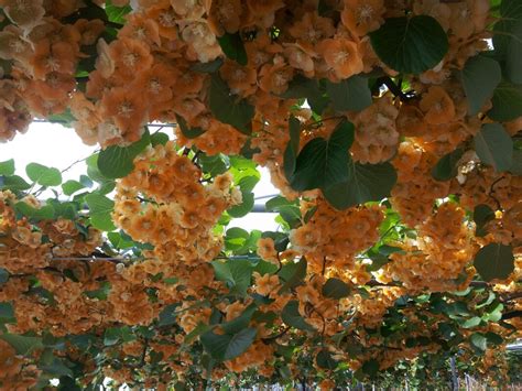 대정로스터리카페 제주커피농장 씨앗에서 한잔의 커피가되는 것을 경험했기에 커피원두 한알 한알 정성을 담아 커피릍 내리려