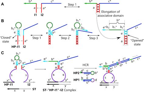 concept of the dynamically elongated associative toehold a the