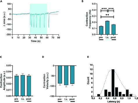 Light Induced Contraction Rate Modulation In Ziapin2 Loaded Hipsc Cms