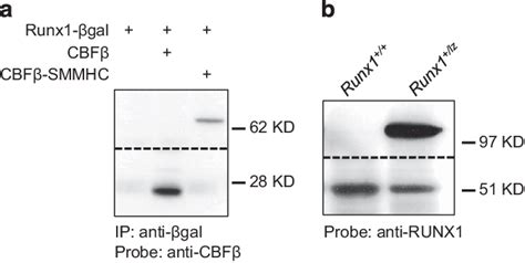 Runx1 β Gal Binds Cbfβ And Cbfβ Smmhc And Is Present At Higher Levels Download Scientific