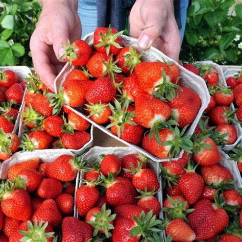 Клубника тепличная / 1 кг купить в интернет-магазине Афлора с доставкой ...