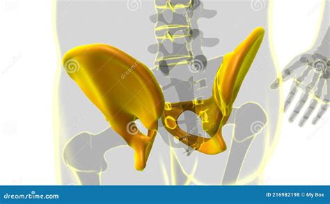 Human Skeleton Hip Or Pelvic Bone Anatomy For Medical Concept Stock