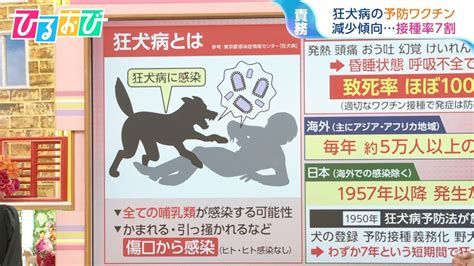 致死率“ほぼ100％”「狂犬病」 予防ワクチン義務でも3割が未接種 獣医師の見解は【ひるおび】 Tbs News Dig