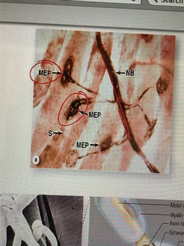 Histology Exam 2 Flashcards Quizlet