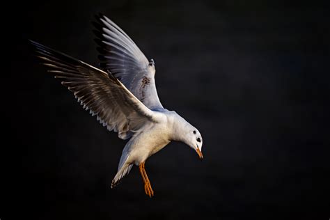 小翼羽 By 鵜鷹 （id：4099996） 写真共有サイトphotohito