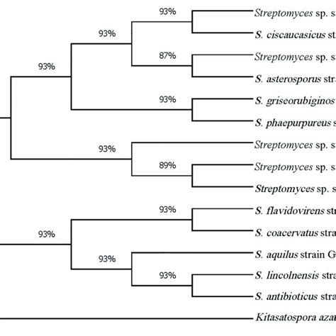 Phylogenetic Tree Of Streptomyces Strains Tg01 Tg02 Ljs06 And