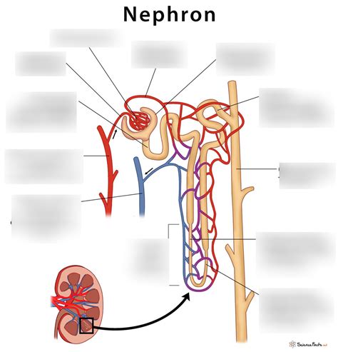 Nephron Diagram Quizlet