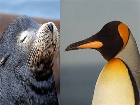 ანტარქტიდაზე სელაპმა პინგვინი გააუპატიურა