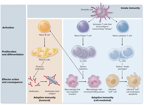 Humoral Immunity Process Diagram Antibody Microbiology Activ