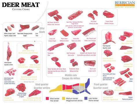 Deer Hind Quarter Cuts Diagram
