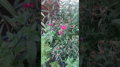 კოლიბრი თბილისში Youtube