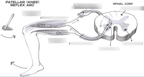 Patellar Reflex Arc Diagram Quizlet