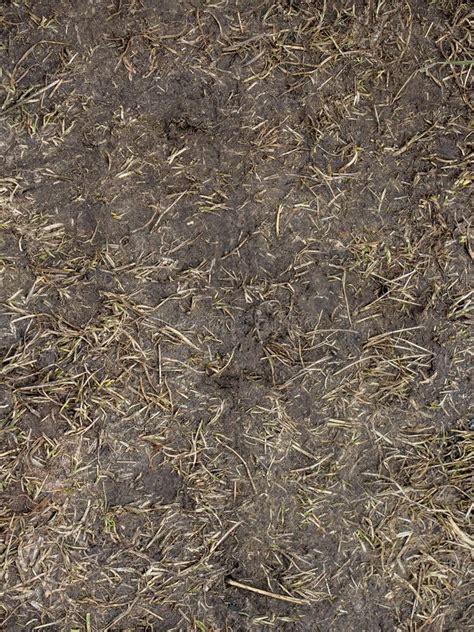 Dry Grass Texture Seamless Dry Grass Texture Seamless
