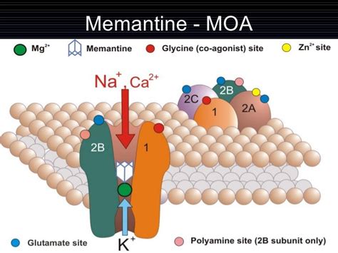 Memantine