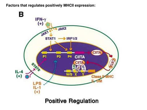 Ppt Regulation Of Mhcii Expression And Antigen Presentation
