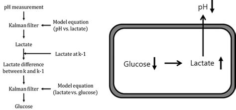Estimation Strategy Of Glucose Concentration In The Culture Medium Via Download Scientific